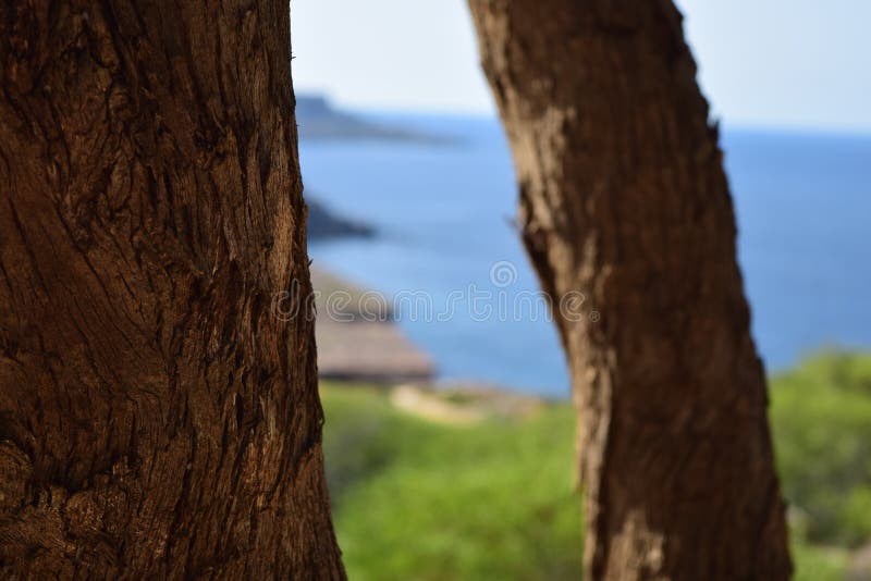 Trees Next To Each Other Behind the Beach in Malta Stock Image - Image ...
