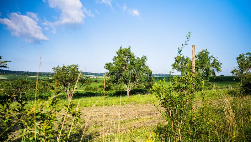 Trees Next To Each Other on the Green Landscape Stock Photo - Image of ...