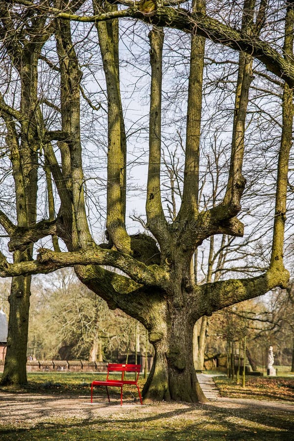 Trees Next To Each Other in a Park during Daytime Stock Image - Image ...