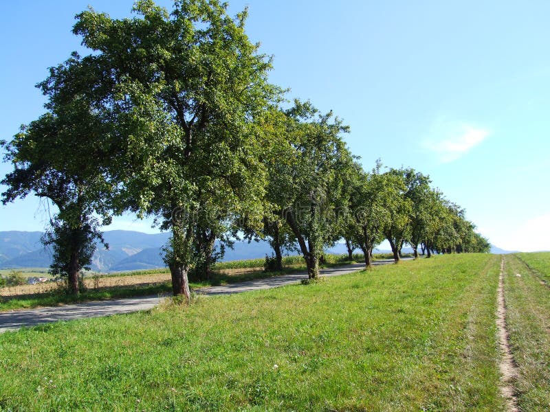 Trees next to each other stock photo. Image of inline - 39839964