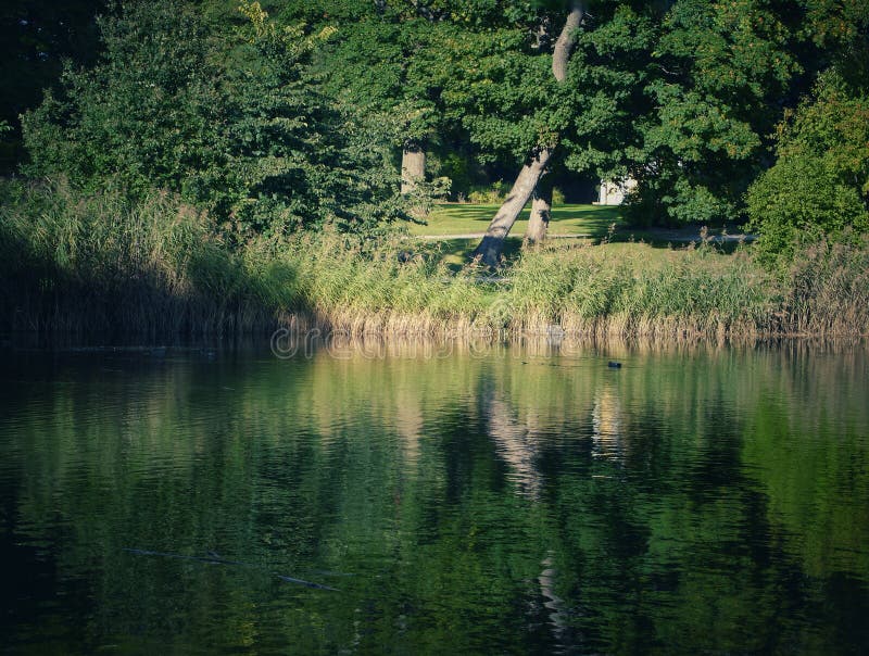 Trees Next To Lake during Day Stock Image - Image of lake, water: 256376643