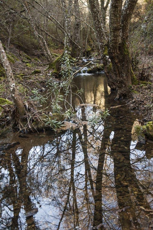 Trees next to small stream stock image. Image of environment - 188652985