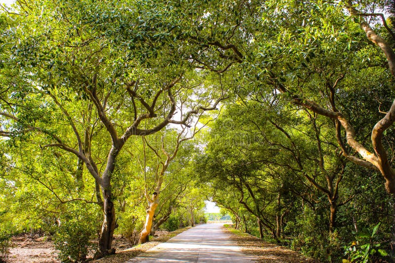 Trees stock photo. Image of scenery, nice, trees, view - 66136532