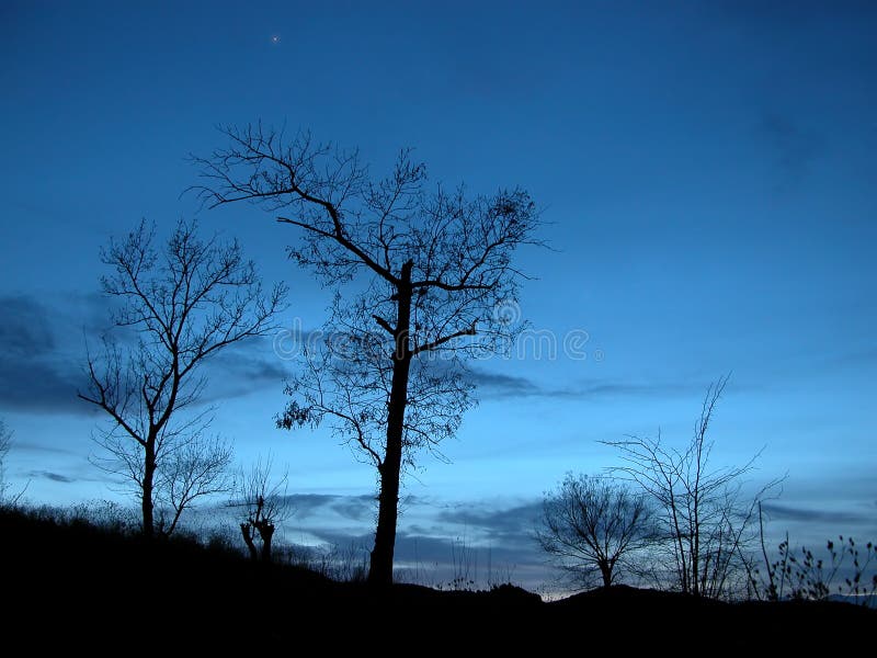 Spooky trees stock photo. Image of branches, night, blue - 210782