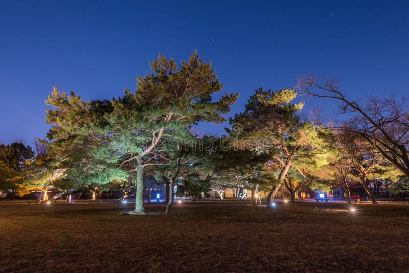 Trees at Night and Blue Dark Night Sky with Many Stars Stock Photo ...