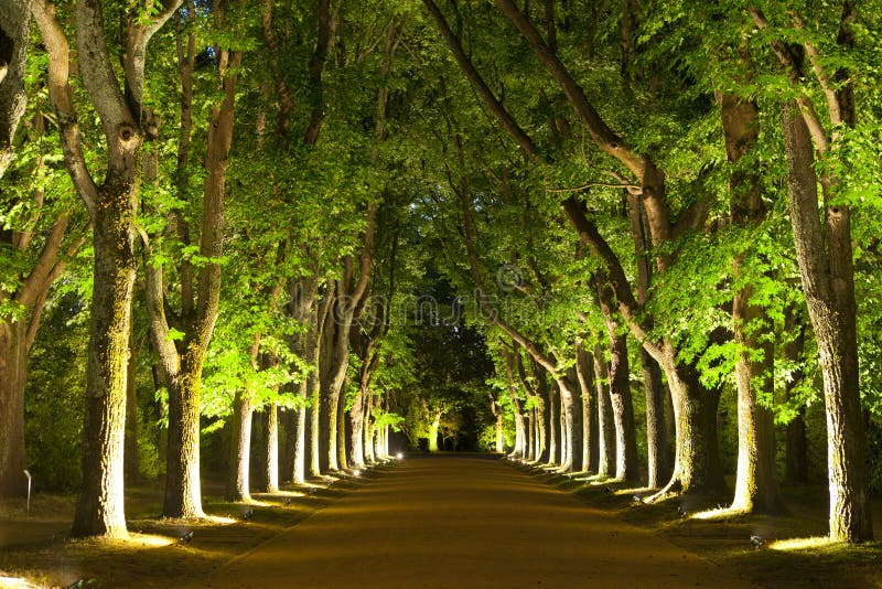 Trees by Night stock image. Image of spooky, color, imagination - 85442233