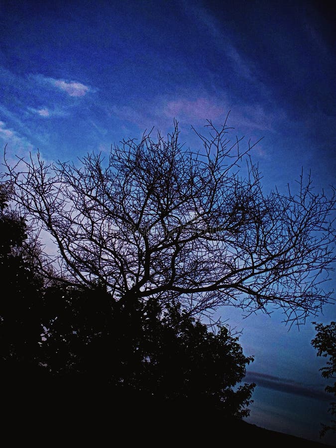 Trees at night images stock image. Image of night, tree - 208297585