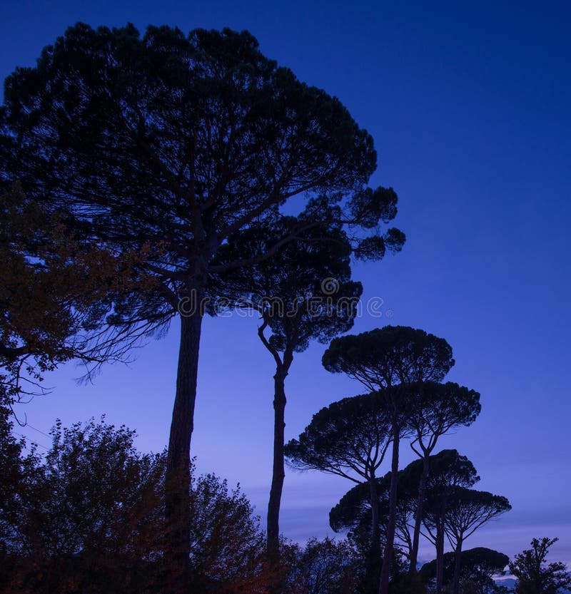 Trees in night stock image. Image of branches, outdoors - 31263543