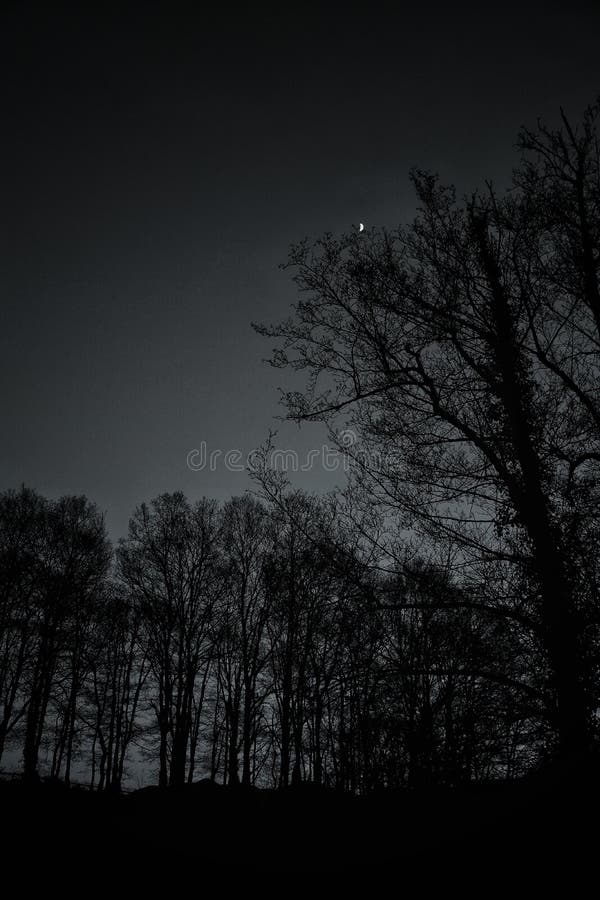 Shadows stock image. Image of shadow, long, background, snow - 70739