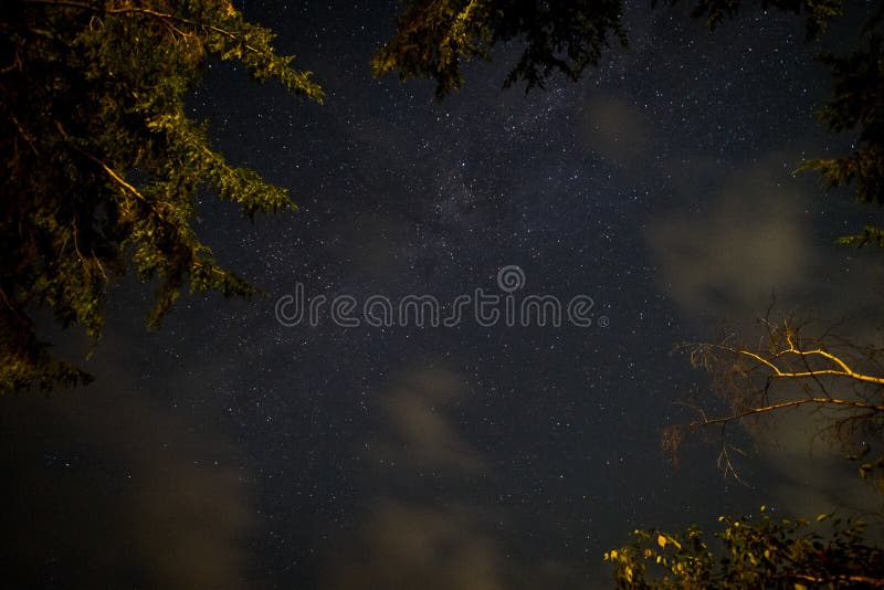Trees Night Stars stock photo. Image of evergreen, slow - 118906014