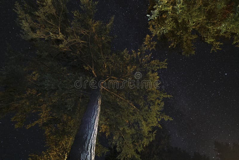 Trees Night Stars stock image. Image of nighttime, starscape - 229424655