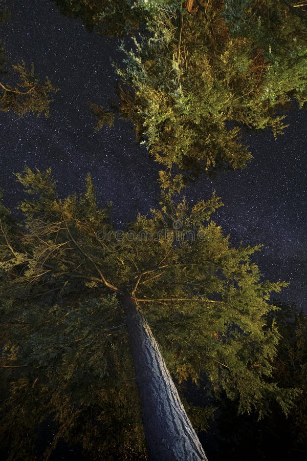 Trees Night Stars stock photo. Image of starlight, relaxation - 229424656