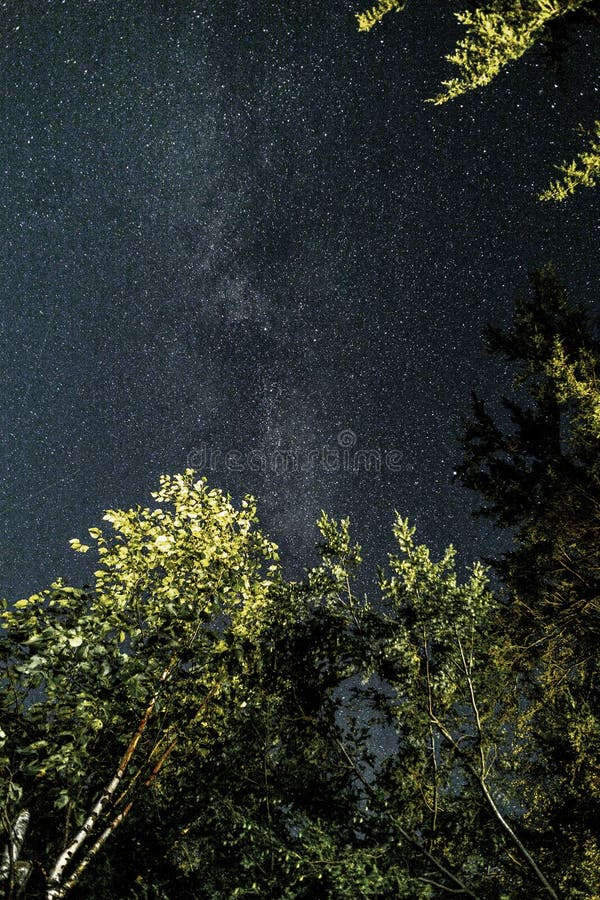 Trees Night Stars stock photo. Image of shutter, skyglow - 229424676