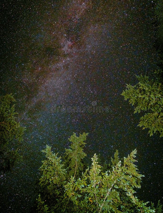 Trees Night Stars stock image. Image of shutter, timelapse - 229424683