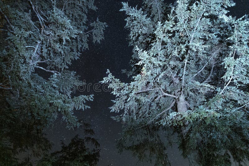 Trees Night Stars stock photo. Image of blue, glow, skyglow - 229424714