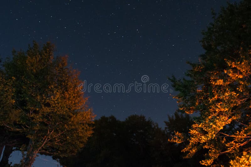 Trees at night with stars stock image. Image of pine - 64331027