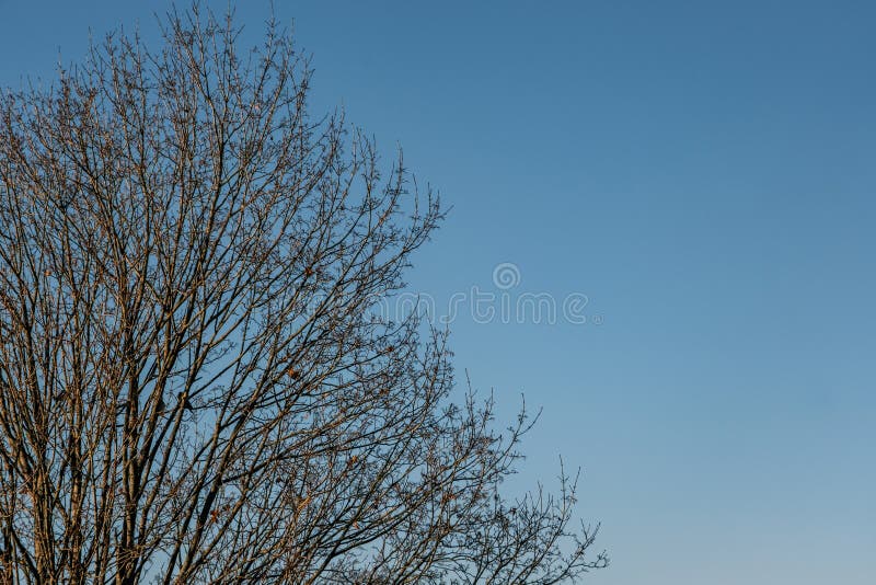 Trees with No Leaves on a Cold Winters Morning Stock Image - Image of ...