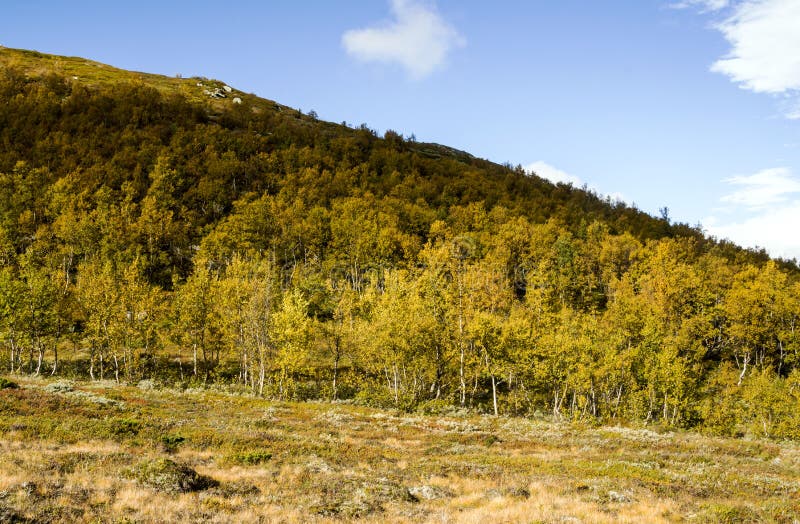 Trees of Norway stock image. Image of adventure, europe - 84199655