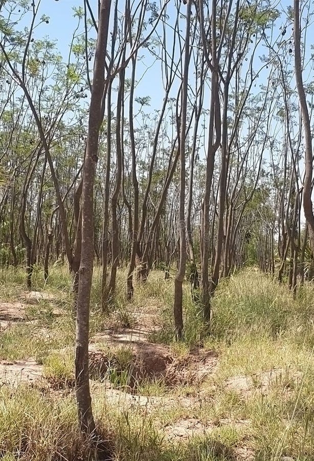 Trees are Not from the Forest Stock Photo - Image of decoration ...