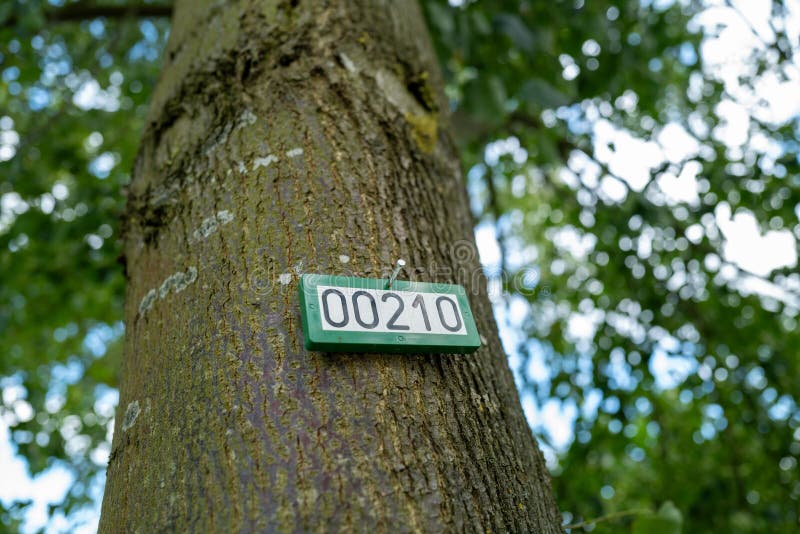 Trees are Numbered Consecutively with a Sign Stock Photo - Image of ...