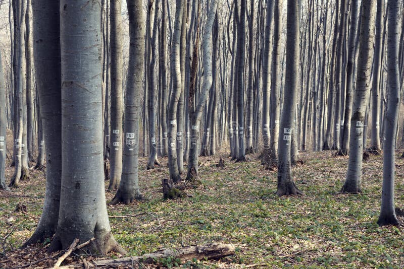 Trees with Numbers on it in a Deciduous Forest in the Mountain Stock ...