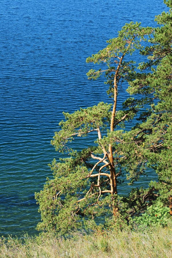 Trees by ocean stock image. Image of surface, waves, scenic - 12040127