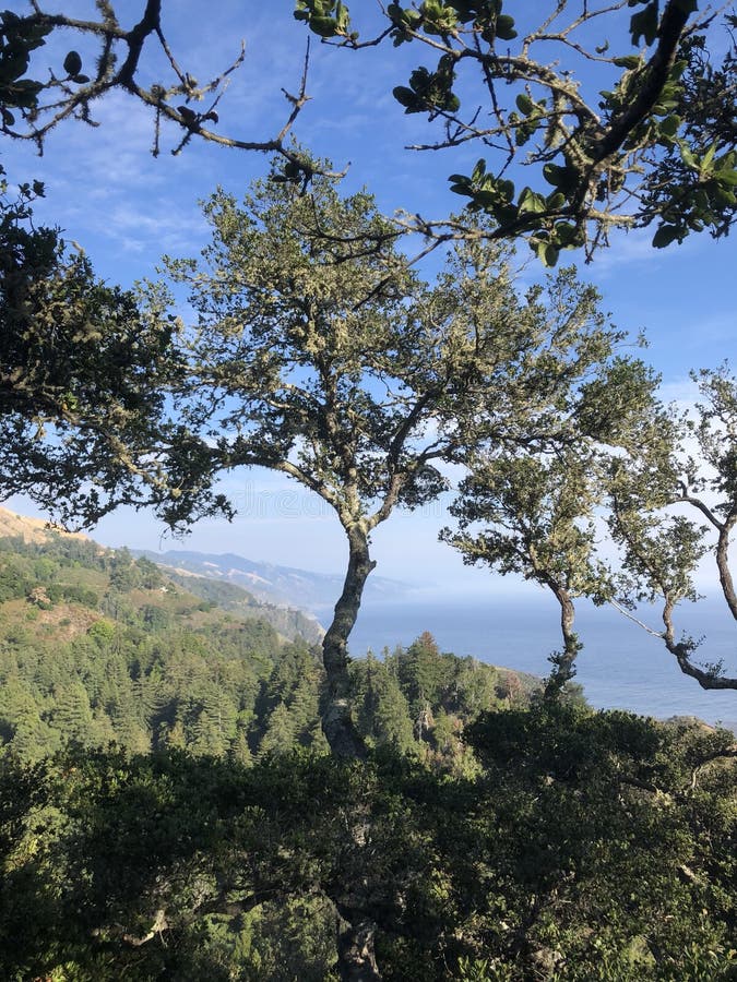 Big Sur California stock image. Image of leaves, trees - 122562509