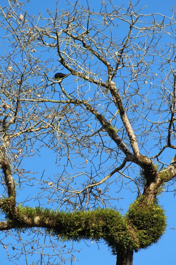 Trees stock image. Image of wood, tree, cote, cotin - 120356011