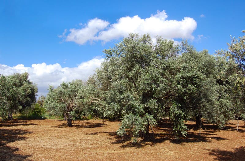 Trees of olives on Cyprus stock image. Image of nicosia - 12428133