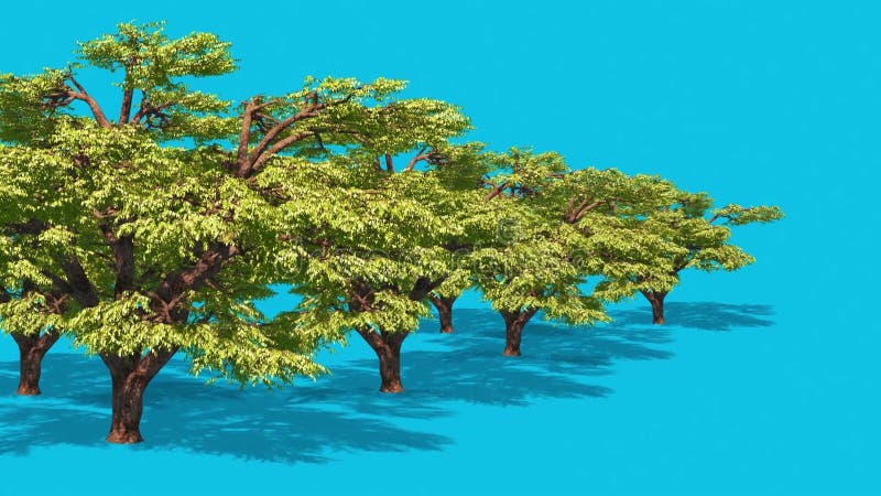 Trees on One Side Leaves Wind Blue Screen Shadows 3D Rendering ...