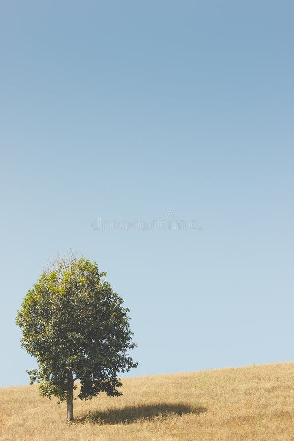 Trees in Open Space and the Sky. Stock Photo - Image of single, nature ...