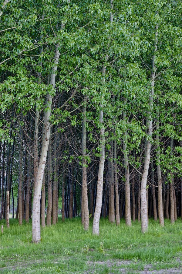Trees in orchard. stock image. Image of season, grow - 31399251