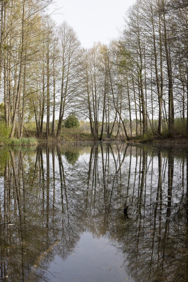 Trees and Other Plants on the Territory of a Small Swamp Stock Photo ...