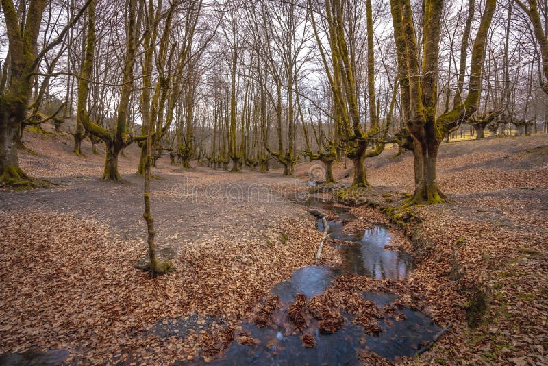 Trees of the Otzarreta Forest in Basque Country Stock Image - Image of ...