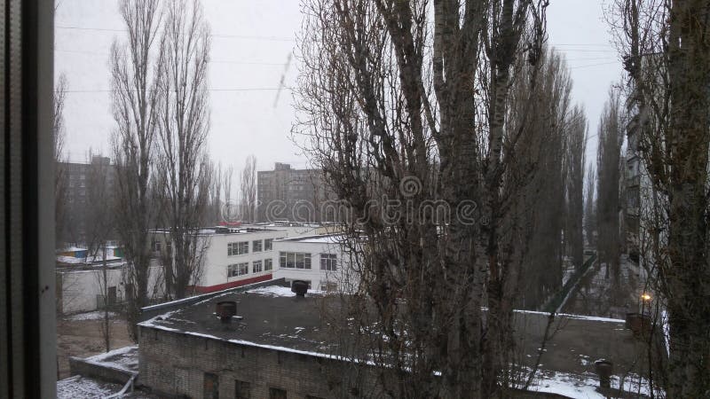 Trees outside the window stock photo. Image of window - 105577868
