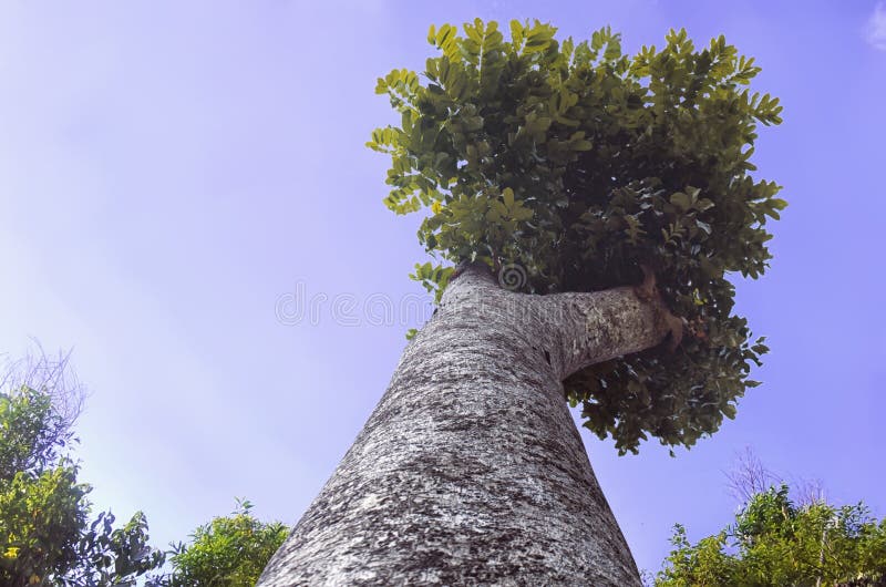 Trees over beautiful sky stock photo. Image of environment - 98559798