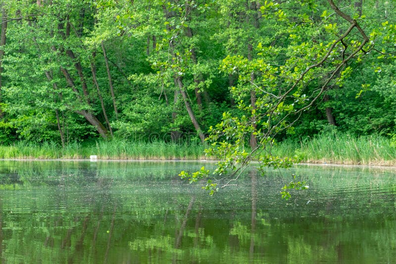 Trees over lake stock image. Image of lake, peaceful - 146292685