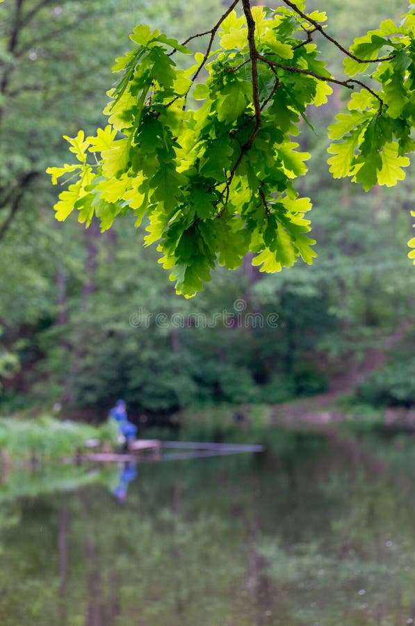 Trees over lake stock image. Image of leaves, coast - 146292687