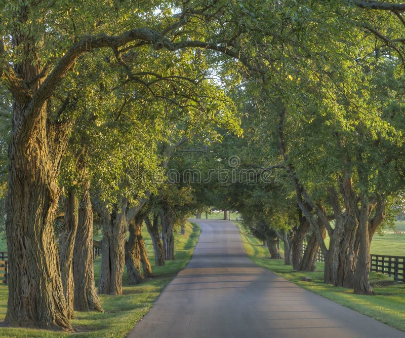Trees over Shady Lane stock image. Image of sunny, shade - 10844351