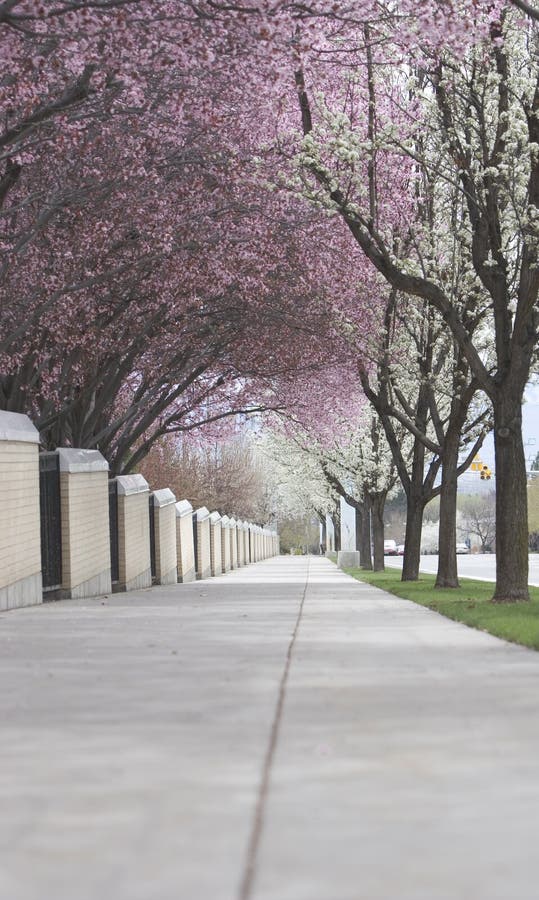 Trees over a sidewalk stock photo. Image of beauty, large - 2422054