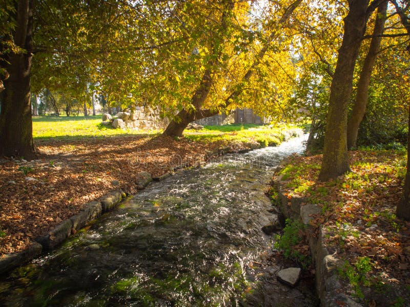 Trees over the stream stock photo. Image of water, river - 85378586
