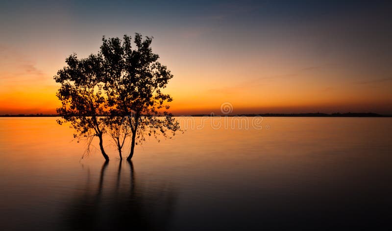 Trees over Sunset stock photo. Image of sunset, trees - 28381824
