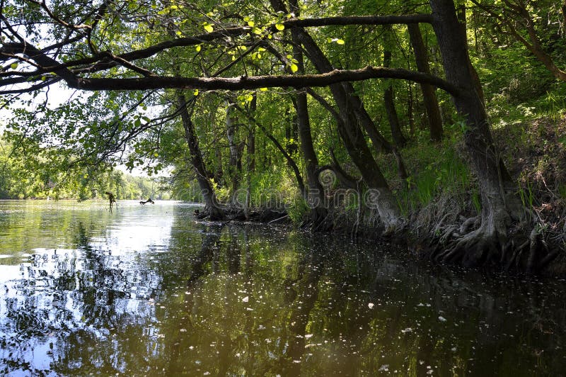 Trees over water stock image. Image of green, nature - 78410789