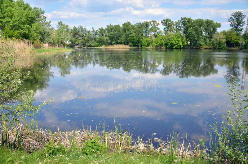 Trees over the water stock photo. Image of space, horizontal - 57068078