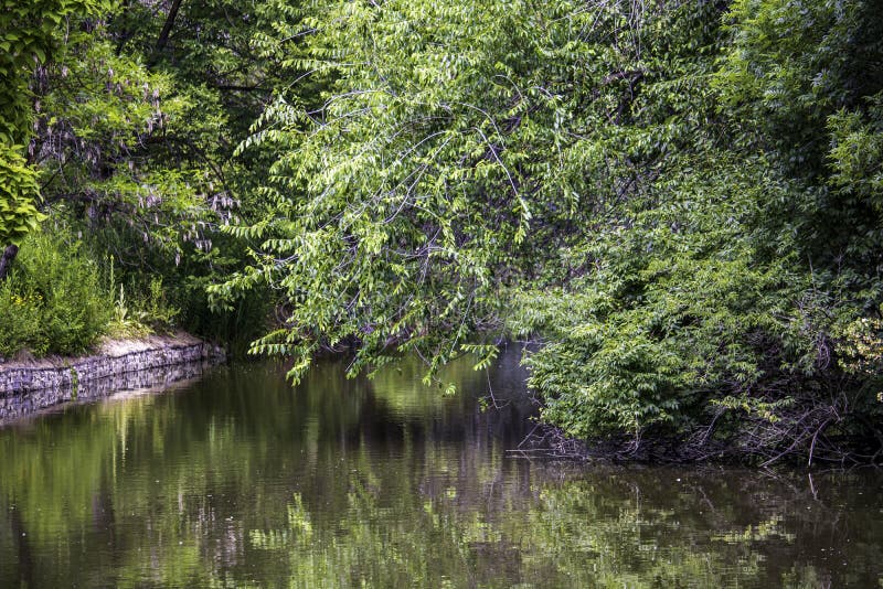 Trees Over the Water stock photo. Image of parkk, river - 153321002