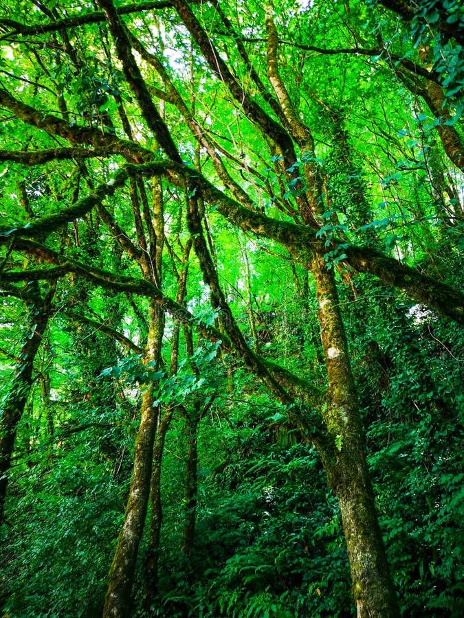 Trees Overgrown with Greenery in the Forest Stock Photo - Image of ...