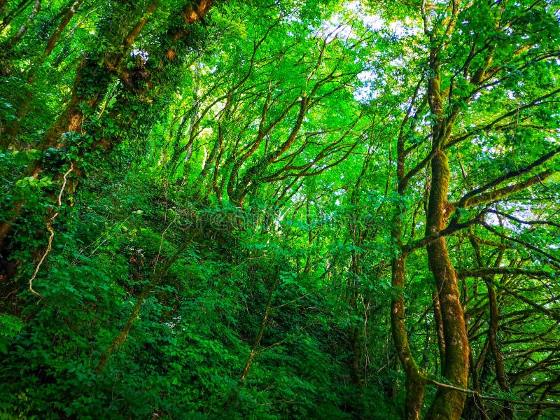 Trees Overgrown with Greenery in the Forest Stock Image - Image of ...