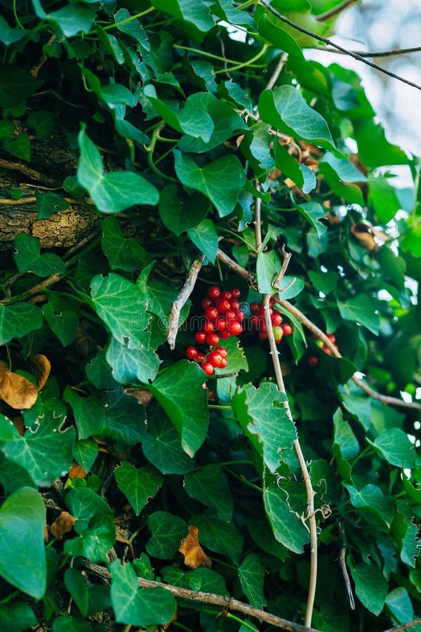 Trees Overgrown with Ivy. Texture of Wild Plants in Forest. Stock Photo ...
