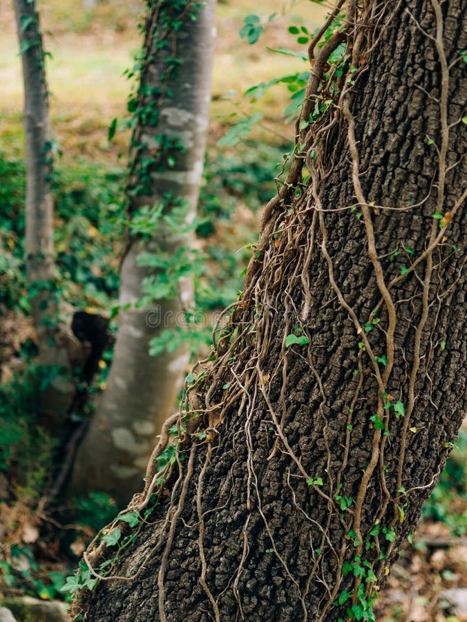 Trees Overgrown with Ivy. Texture of Wild Plants Stock Photo - Image of ...