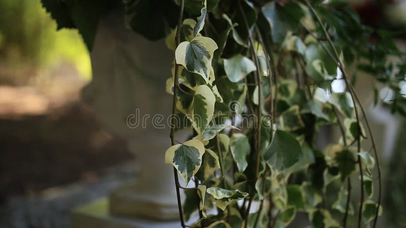 Trees Overgrown with Ivy. Texture of Wild Plants in Forest. Stock ...